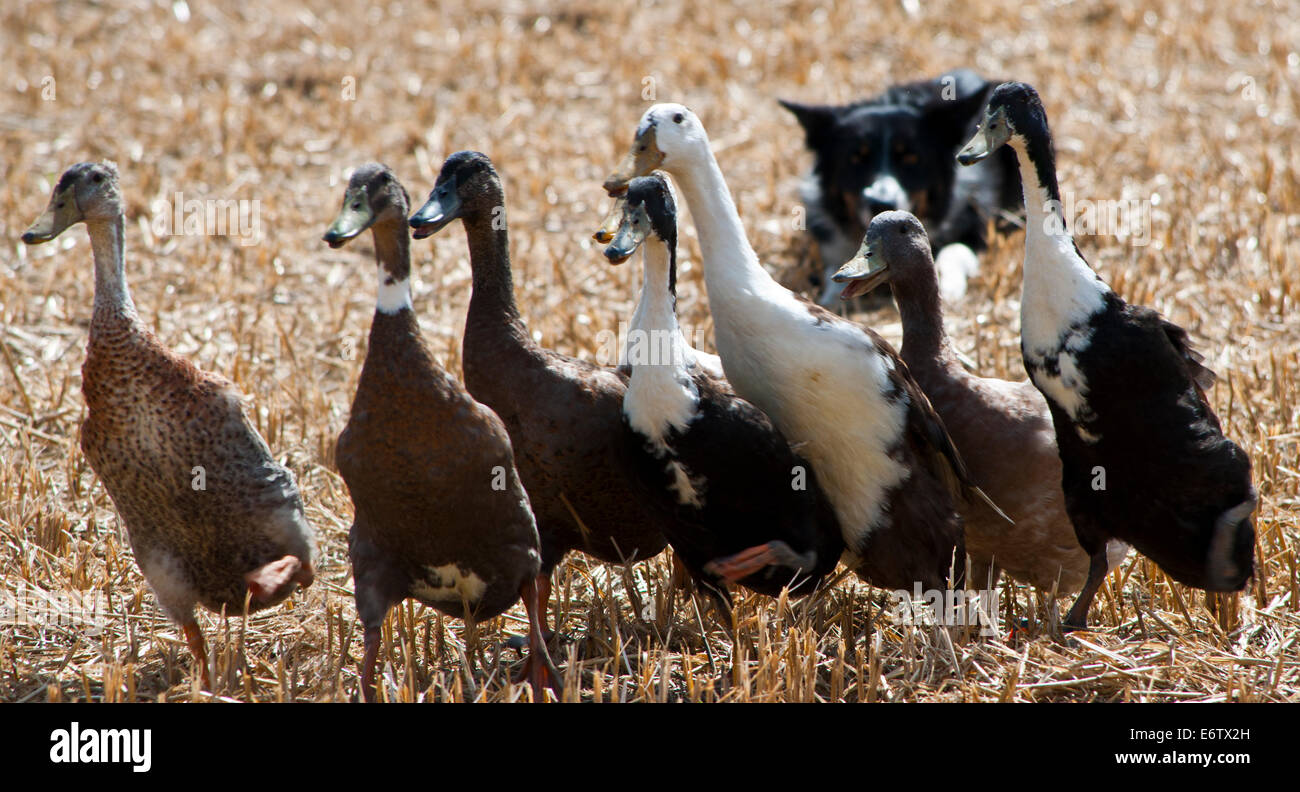 What Dog Breeds Are Good To Herd Ducks