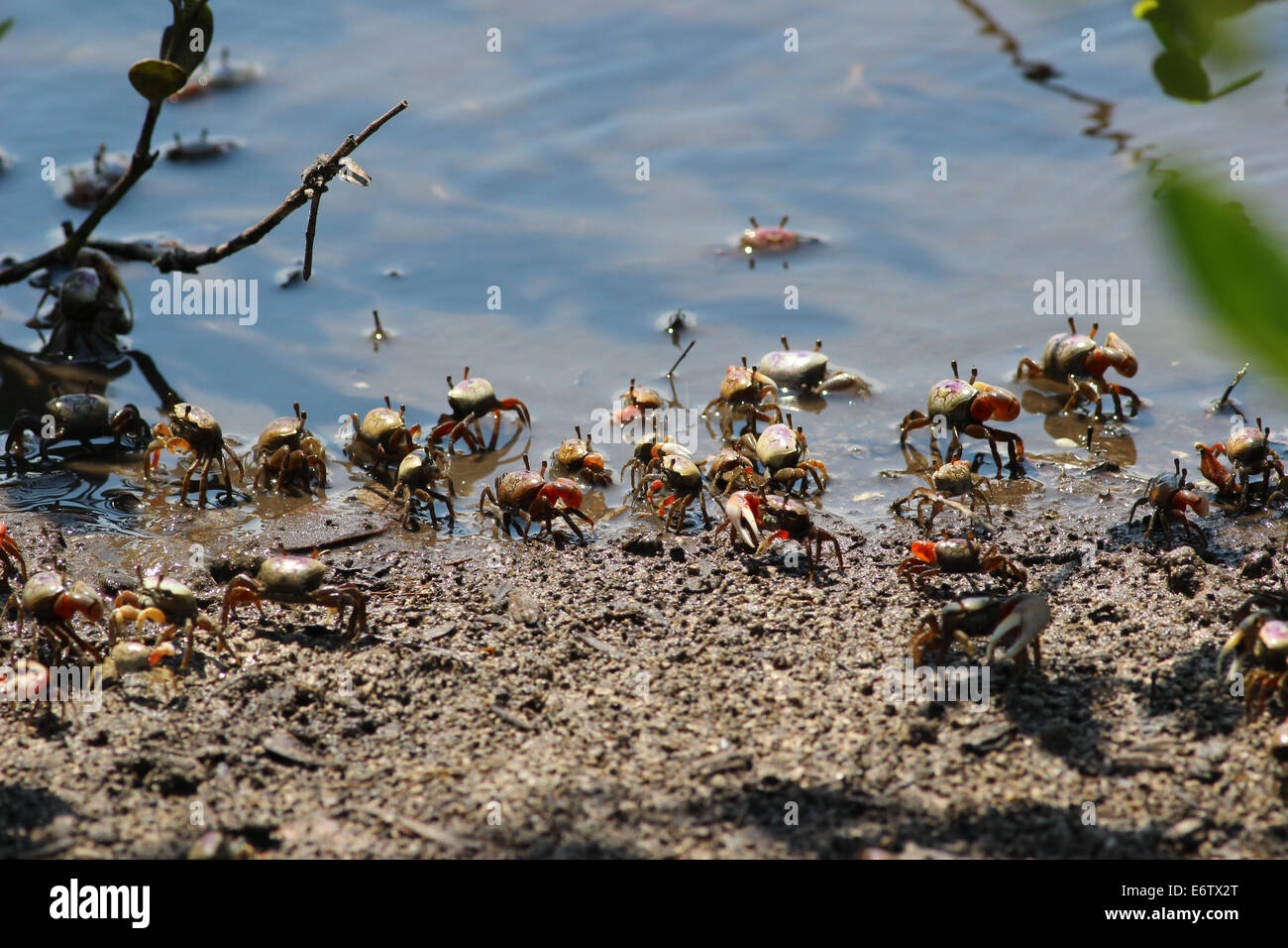 Fiddler Crabs in Cape Canaveral Stock Photo - Alamy