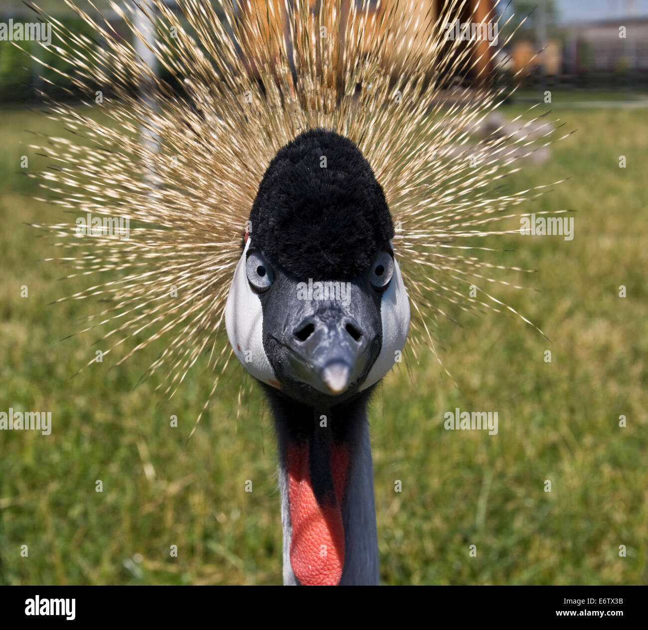 Tropical bird Balerica pavonina, lives in Africa Stock Photo - Alamy