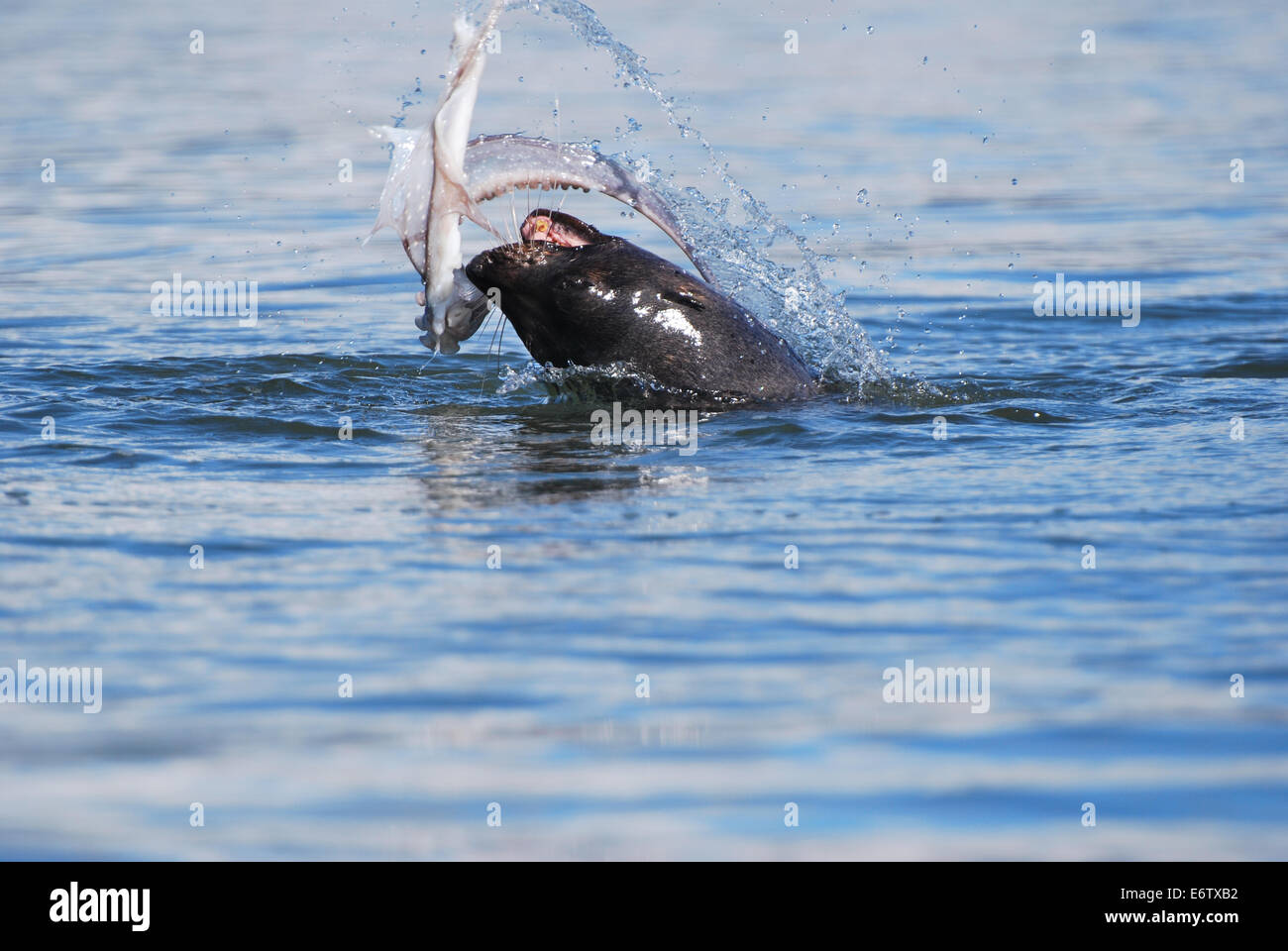 Leopard Seal Eating Squid Solved In This Antarctic Ecosystem, Leopard