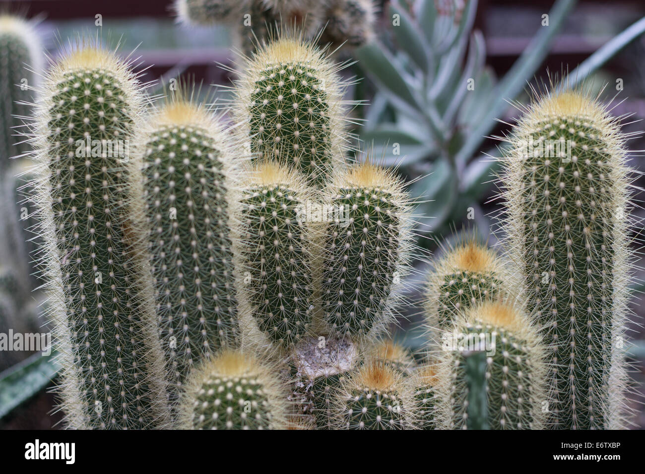 Cactus plant with some thorns Stock Photo - Alamy