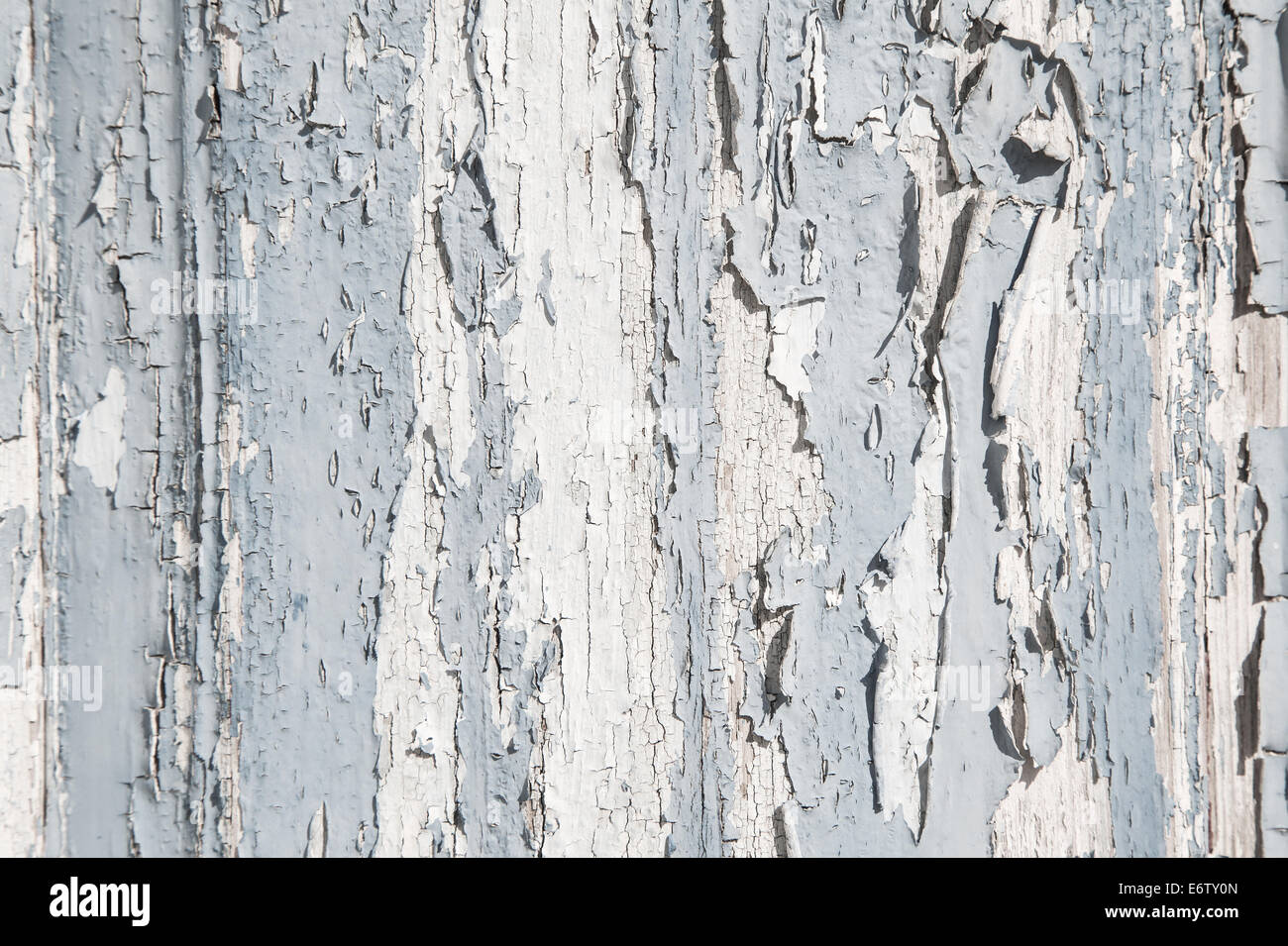 Old rustic blue and grey wood background with peeled color in shabby ...