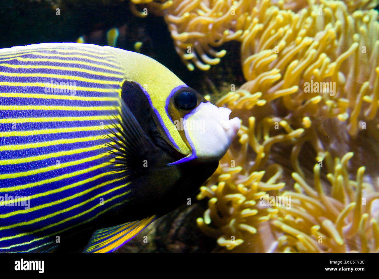 Emperor angel fish hi-res stock photography and images - Alamy