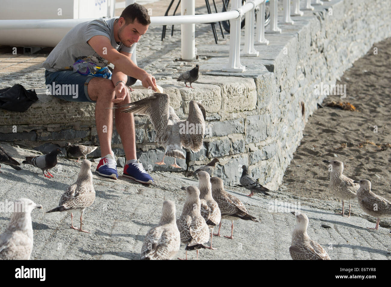 Man Feeding Seagulls High Resolution Stock Photography and Images - Alamy