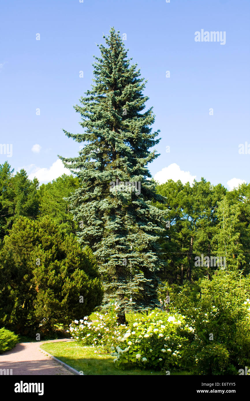 Summer landscape: big blue spruce tree in park, flowers and other trees ...