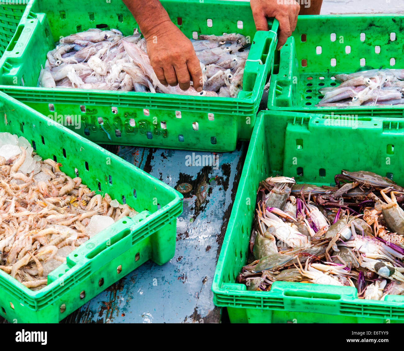 Fresh seafood in boxes at the fish market Stock Photo - Alamy