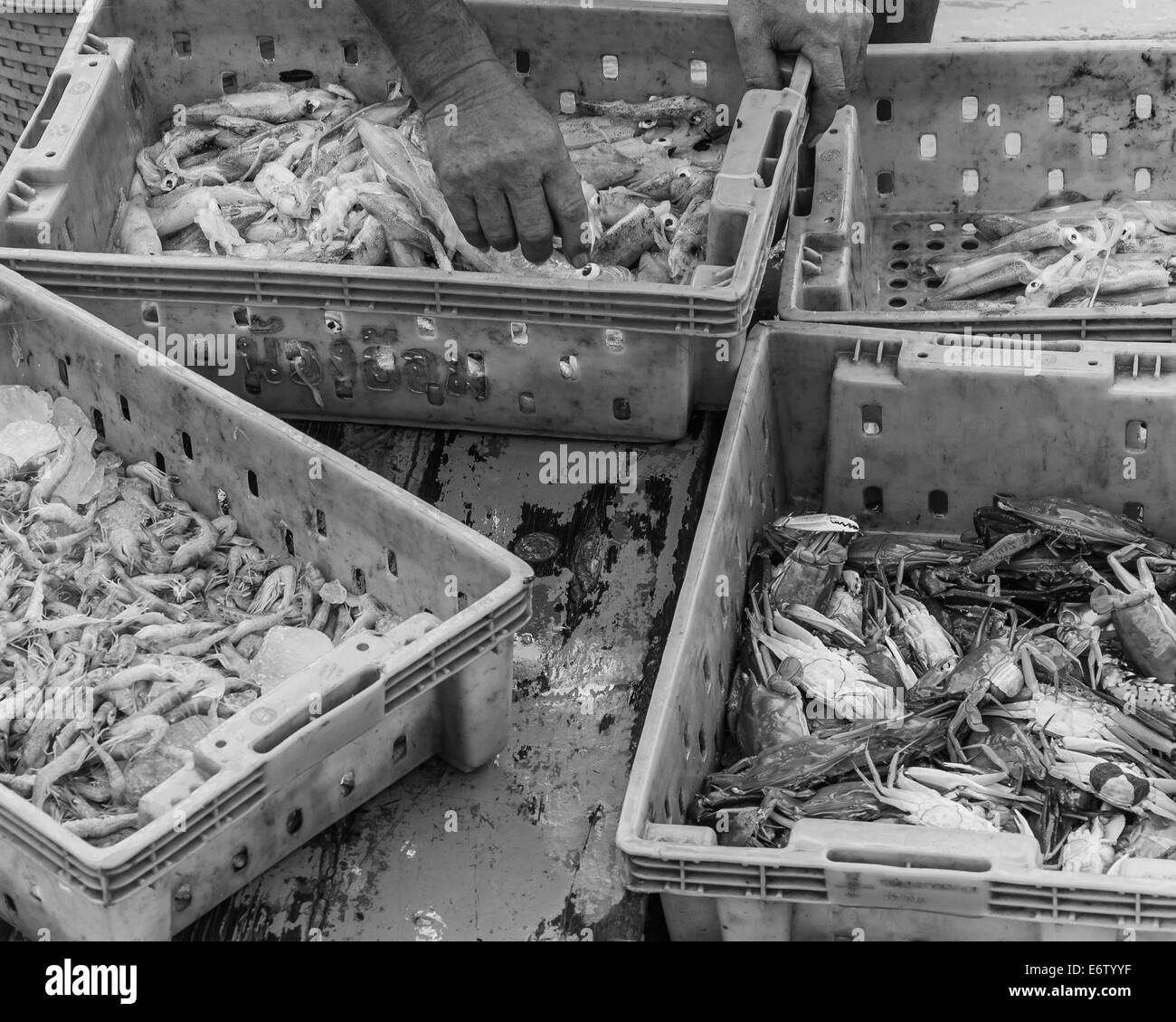 Fresh raw seafood Black and White Stock Photos & Images - Alamy