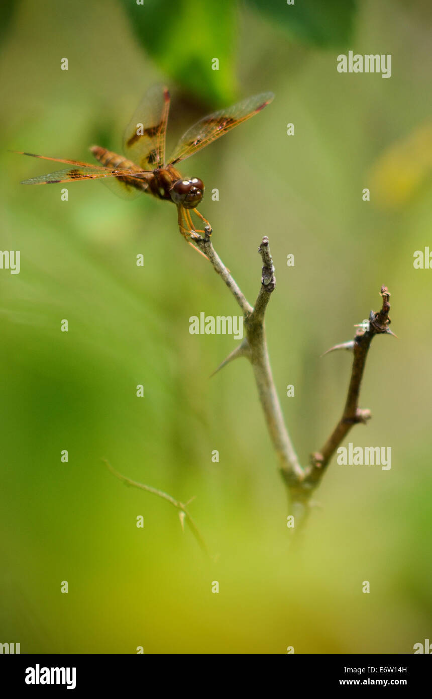 Dragonfly on Rose Bush Stock Photo - Alamy