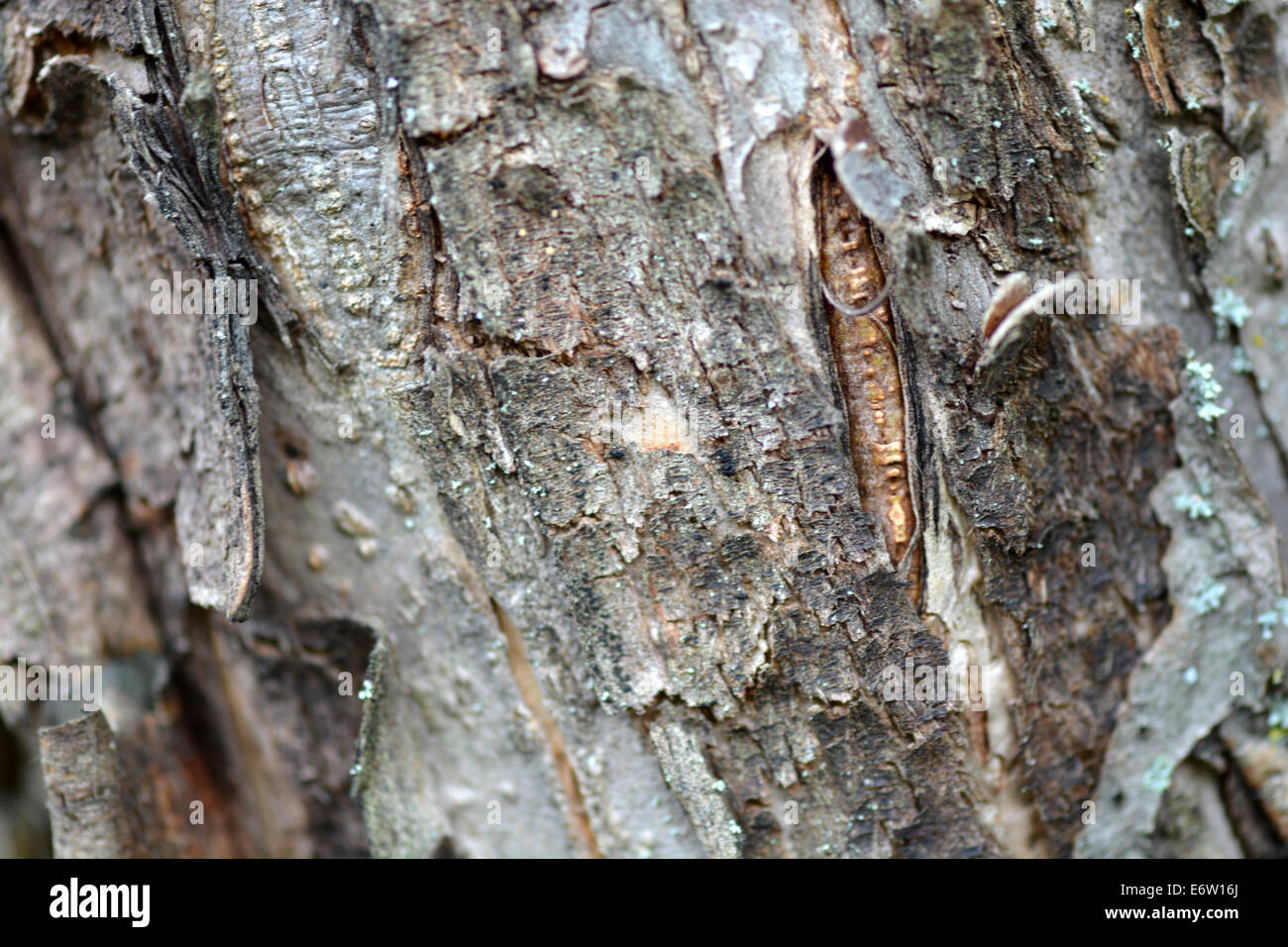 tree bark in the background Stock Photo - Alamy