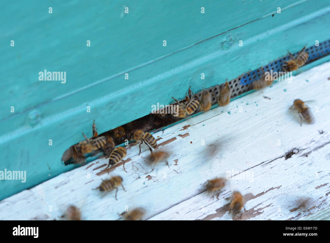 Busy bees view worker bees hi-res stock photography and images - Alamy