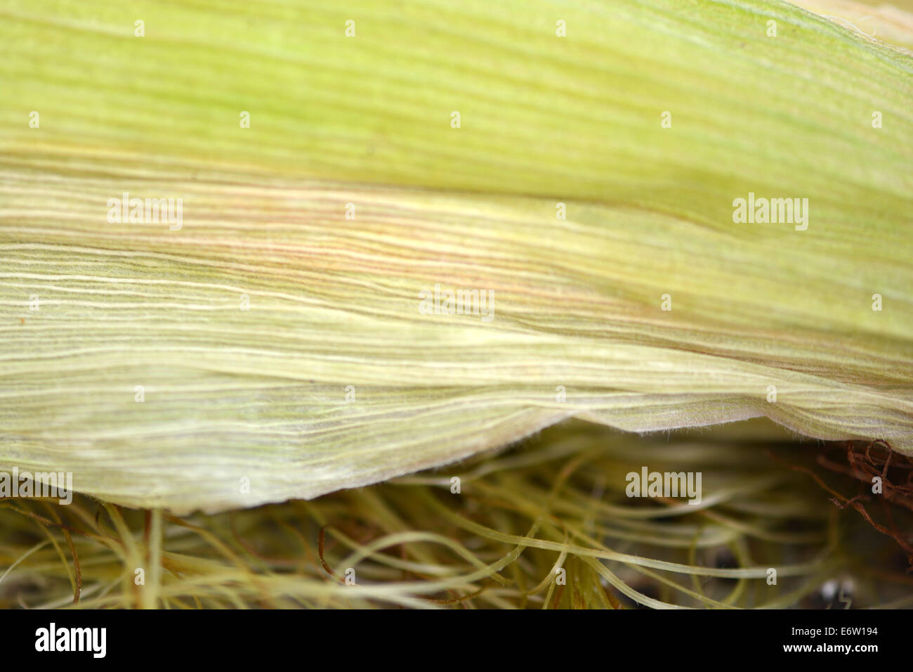 macro peel corn Stock Photo - Alamy