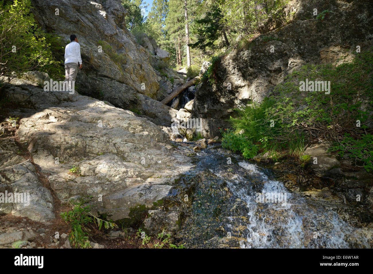 Hikers enjoy Post Creek at Mount Graham in the Pinaleño Mountains ...
