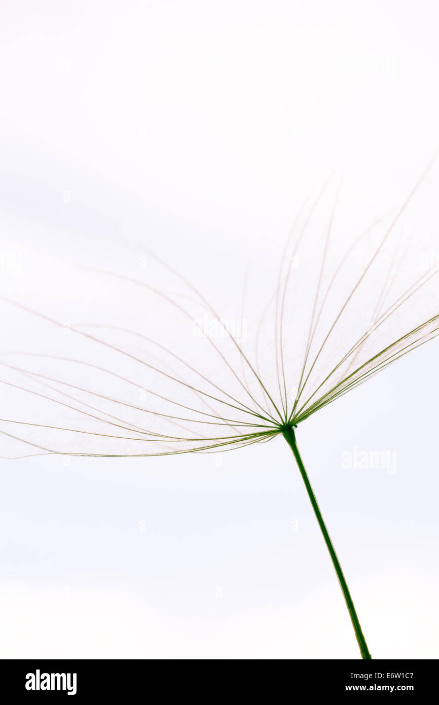 Fragile net of silk or rayon hi-res stock photography and images - Alamy