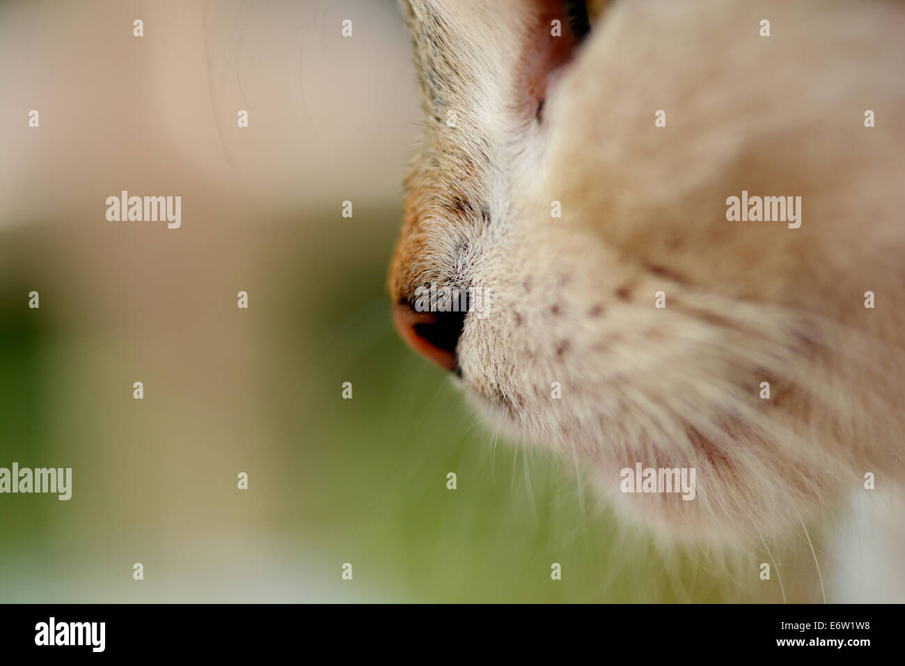 head cat close up Stock Photo - Alamy