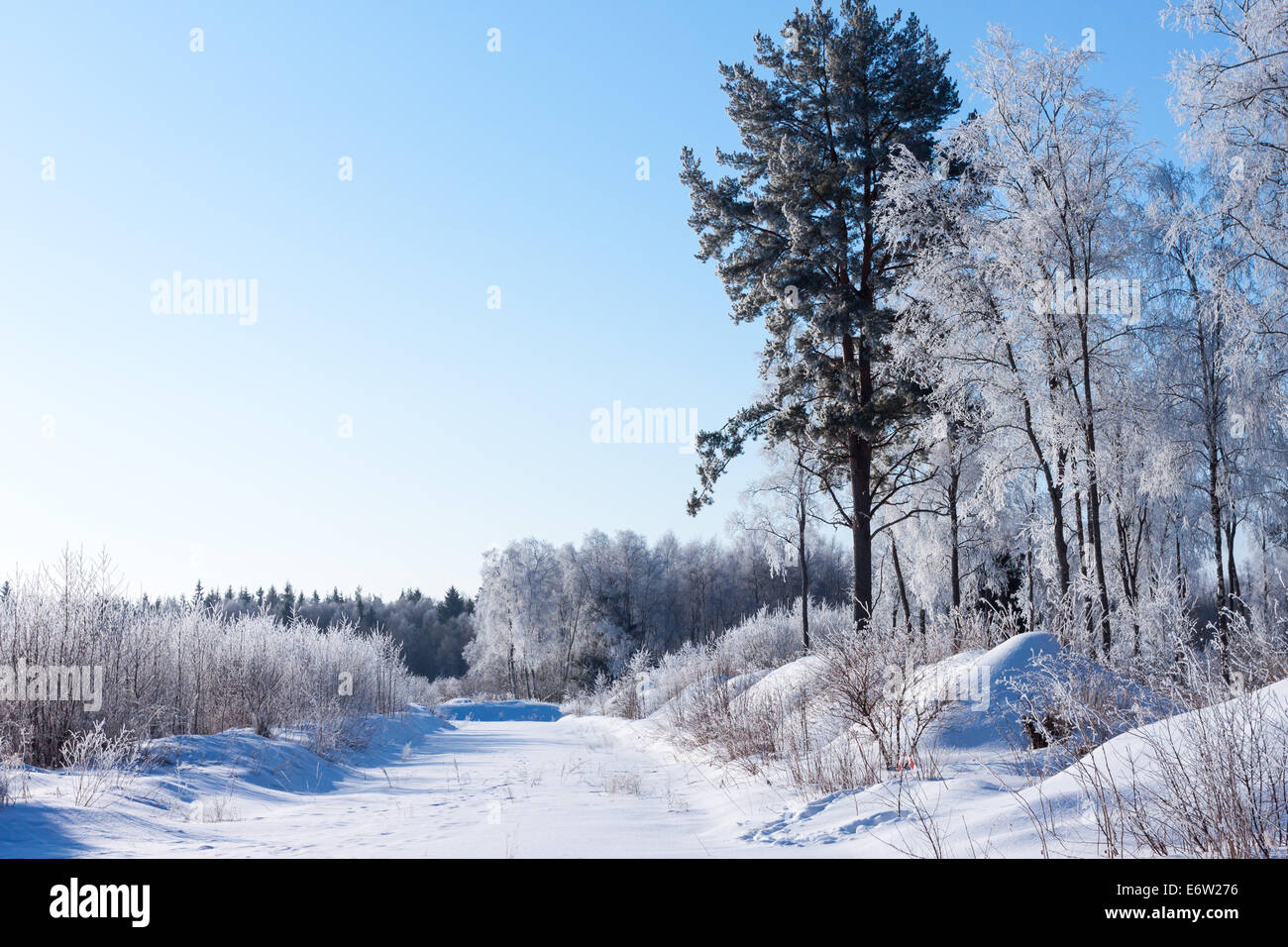 beautiful winter forest with snow and blue sky - December Stock Photo ...