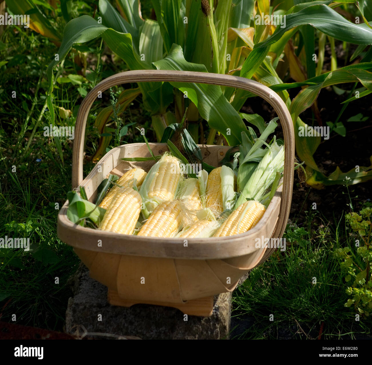 Just harvested allotment grown sweet corn Stock Photo - Alamy