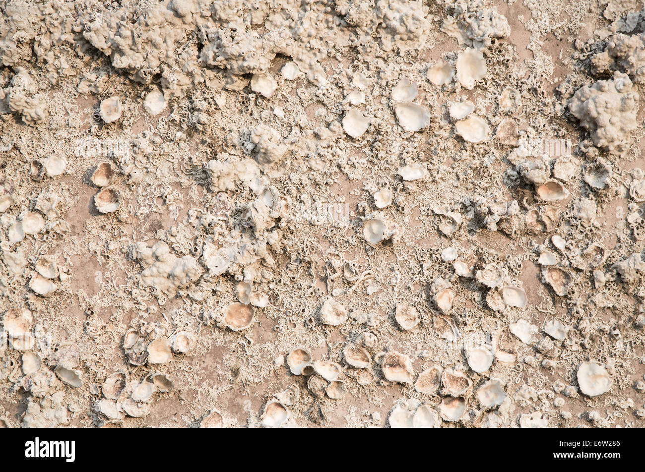 Flotsam and jetsam: maritime natural background of the sea with mussels ...