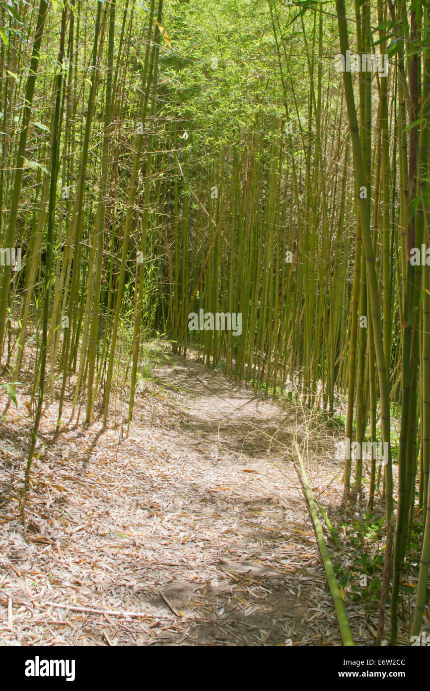 Bamboo pathway hi-res stock photography and images - Alamy