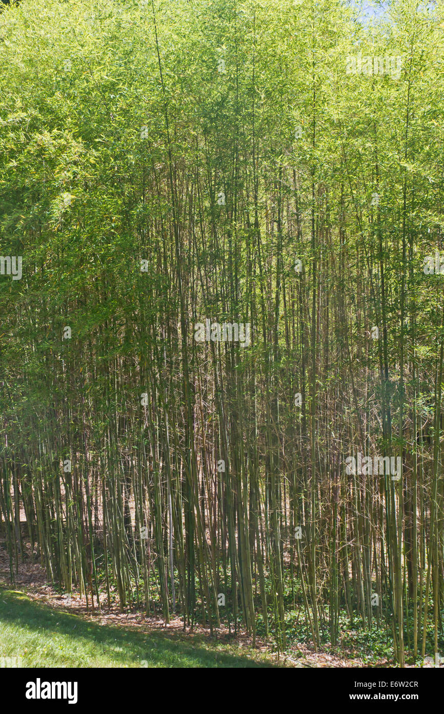Bamboo Thicket Stock Photos & Bamboo Thicket Stock Images - Alamy