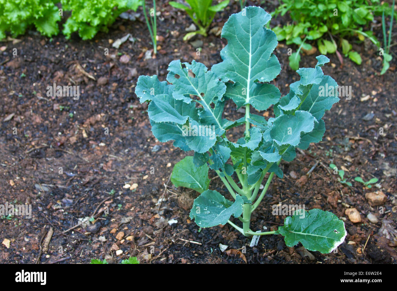 Wet soil hi-res stock photography and images - Alamy