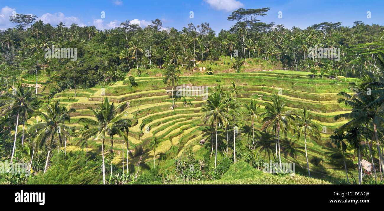 Panorama of rice plantations in Bali Stock Photo - Alamy