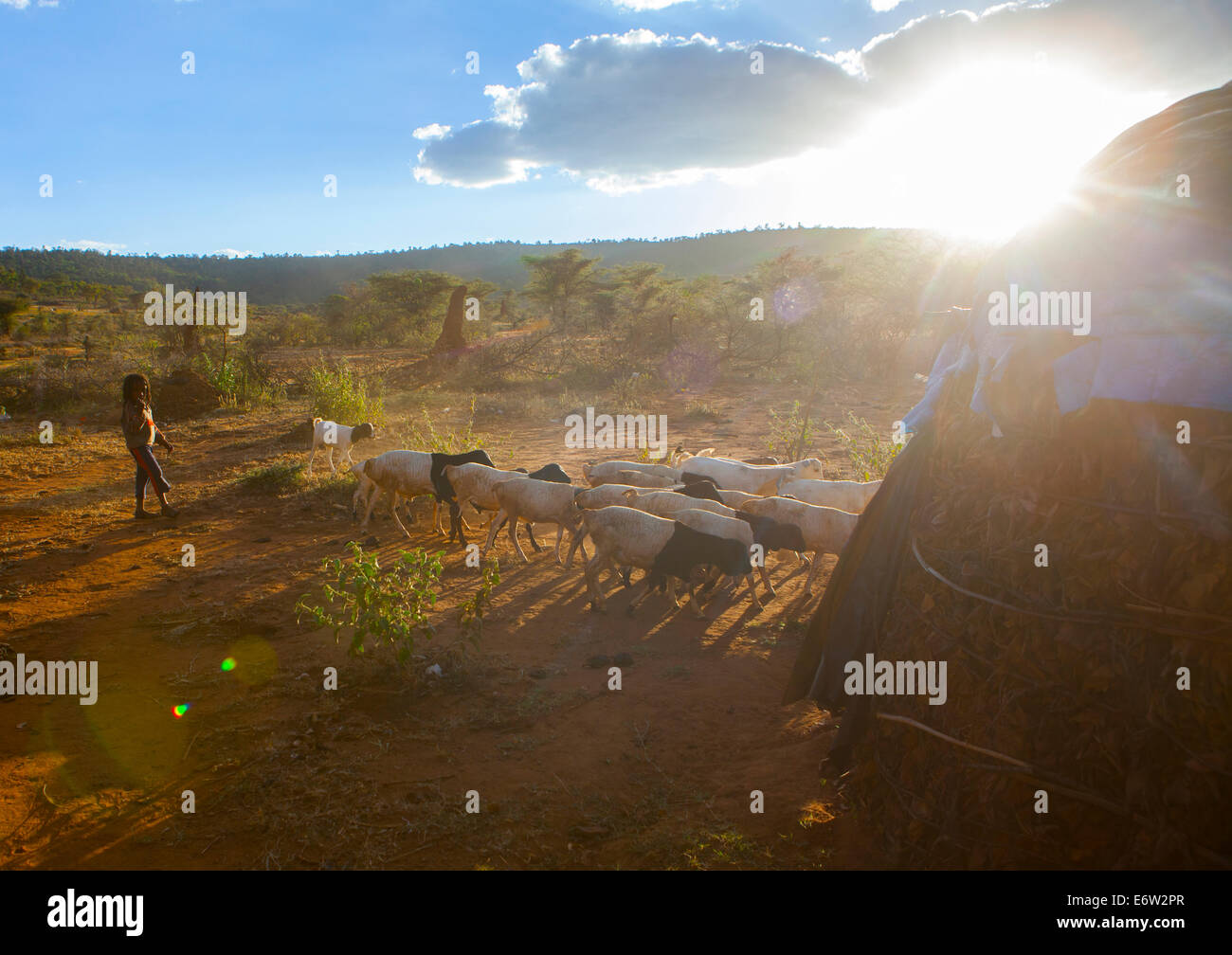 Ethiopian sheep hi-res stock photography and images - Alamy