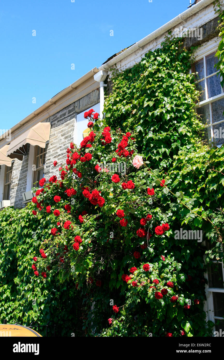 Roses round door hi-res stock photography and images - Alamy