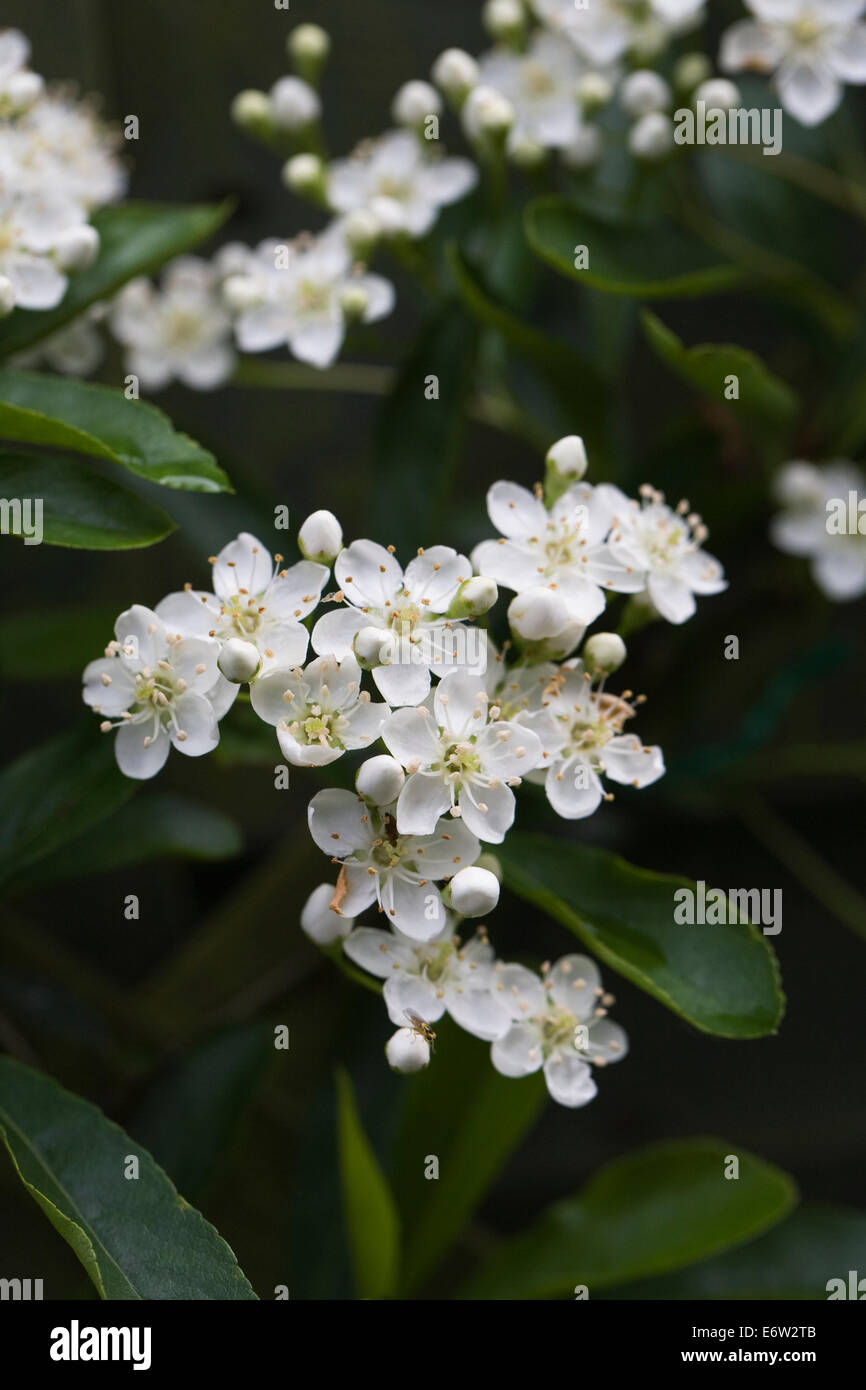 Pyracantha shrub hi-res stock photography and images - Alamy
