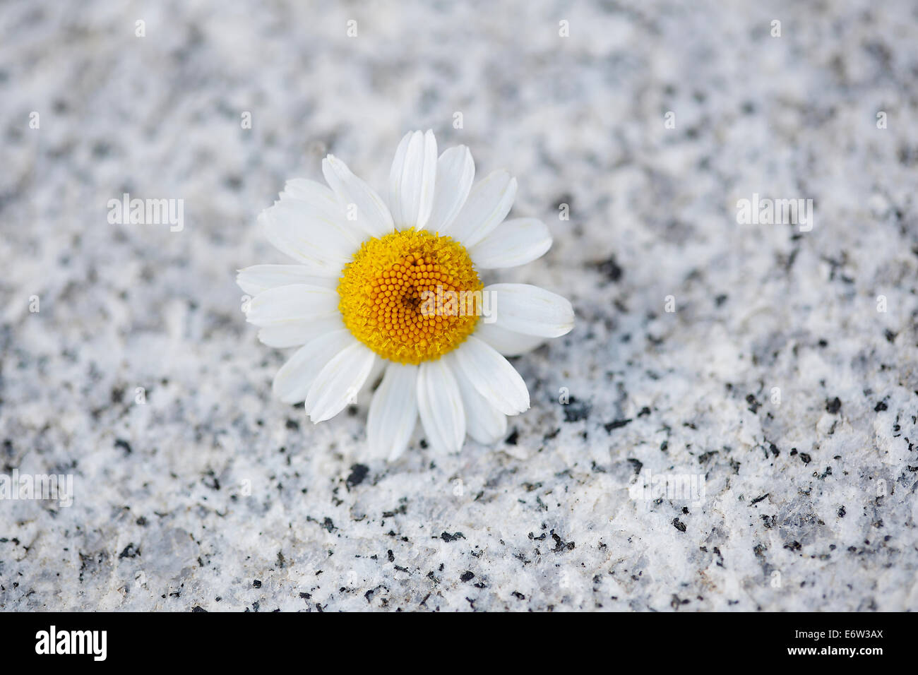 Beautiful single daisy on a gray stone background Stock Photo - Alamy