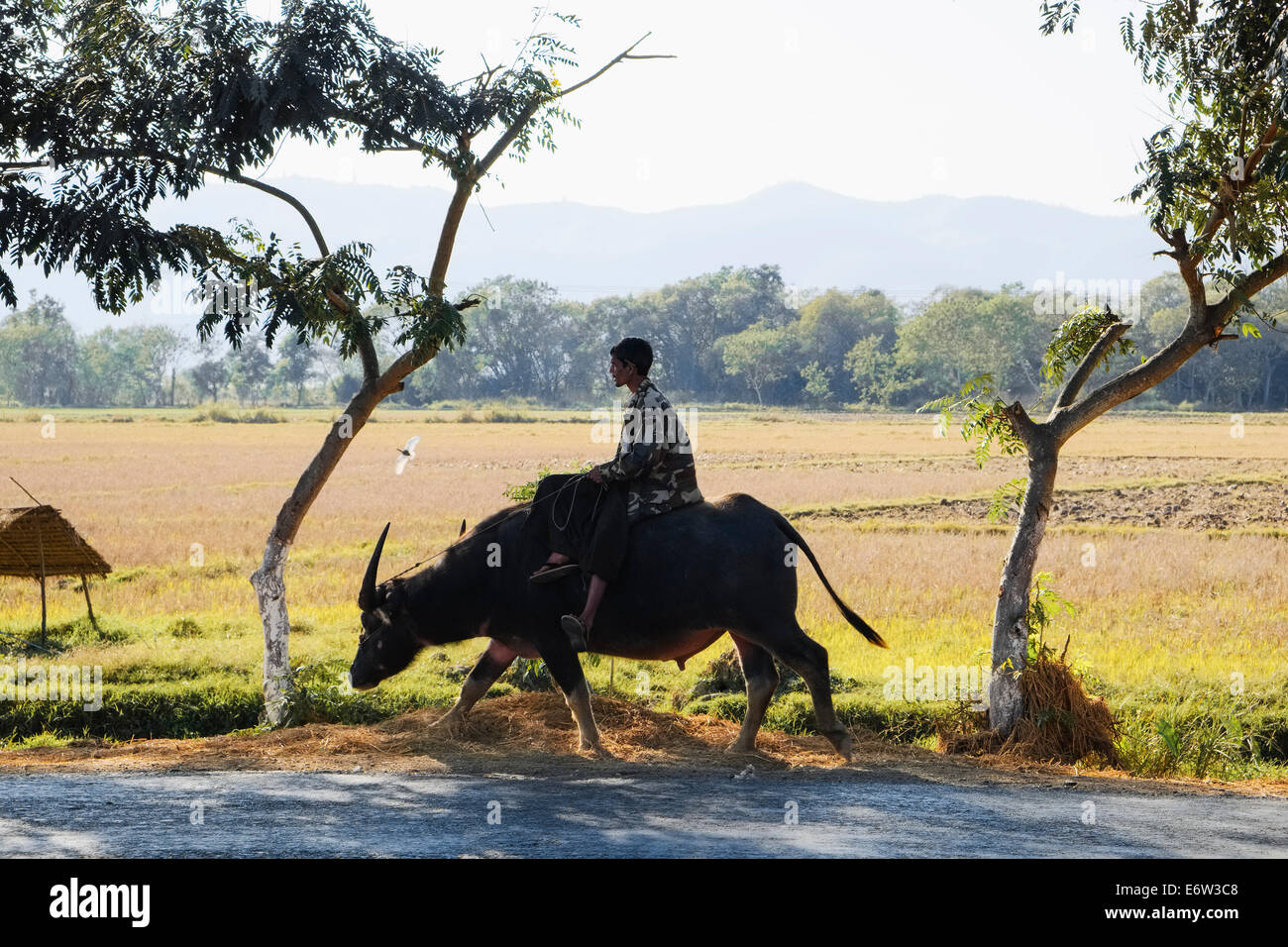 Man on water ox near Nyaungshwe, Myanmar, Asia Stock Photo - Alamy