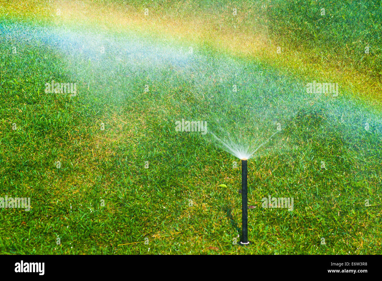 Sprinkler tube to the left watering the green grass lawn Stock Photo ...