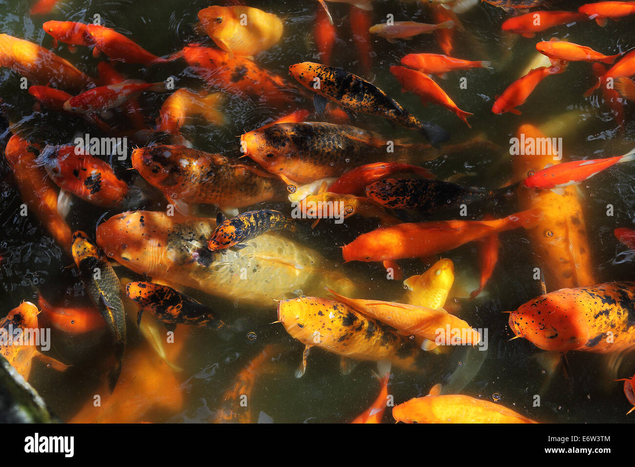 Beautiful Koi fish feeding in a natural pond Stock Photo - Alamy