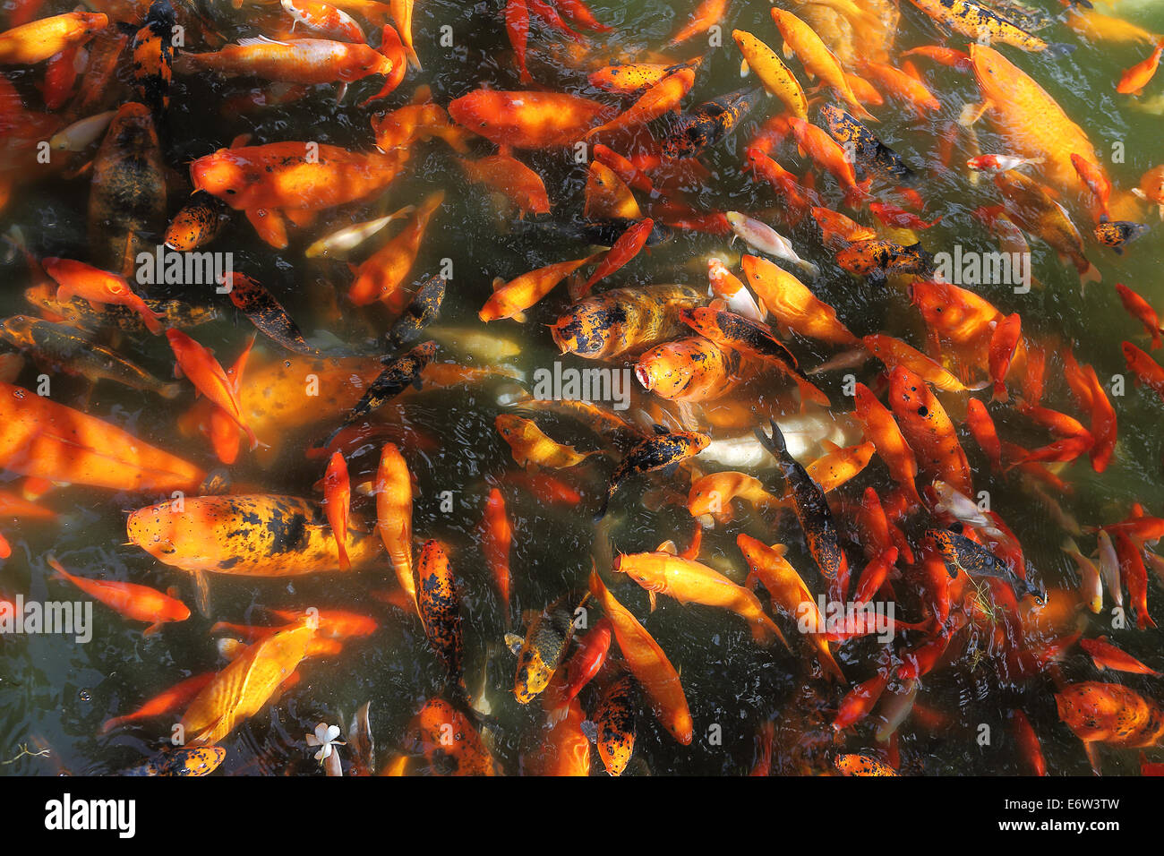 Beautiful Koi fish feeding in a natural pond Stock Photo - Alamy