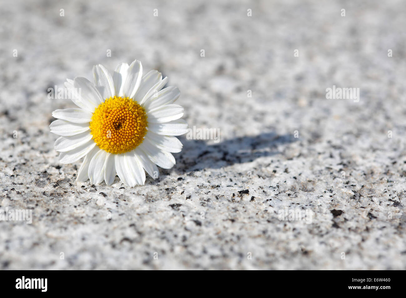 Beautiful single daisy on a gray stone background Stock Photo - Alamy