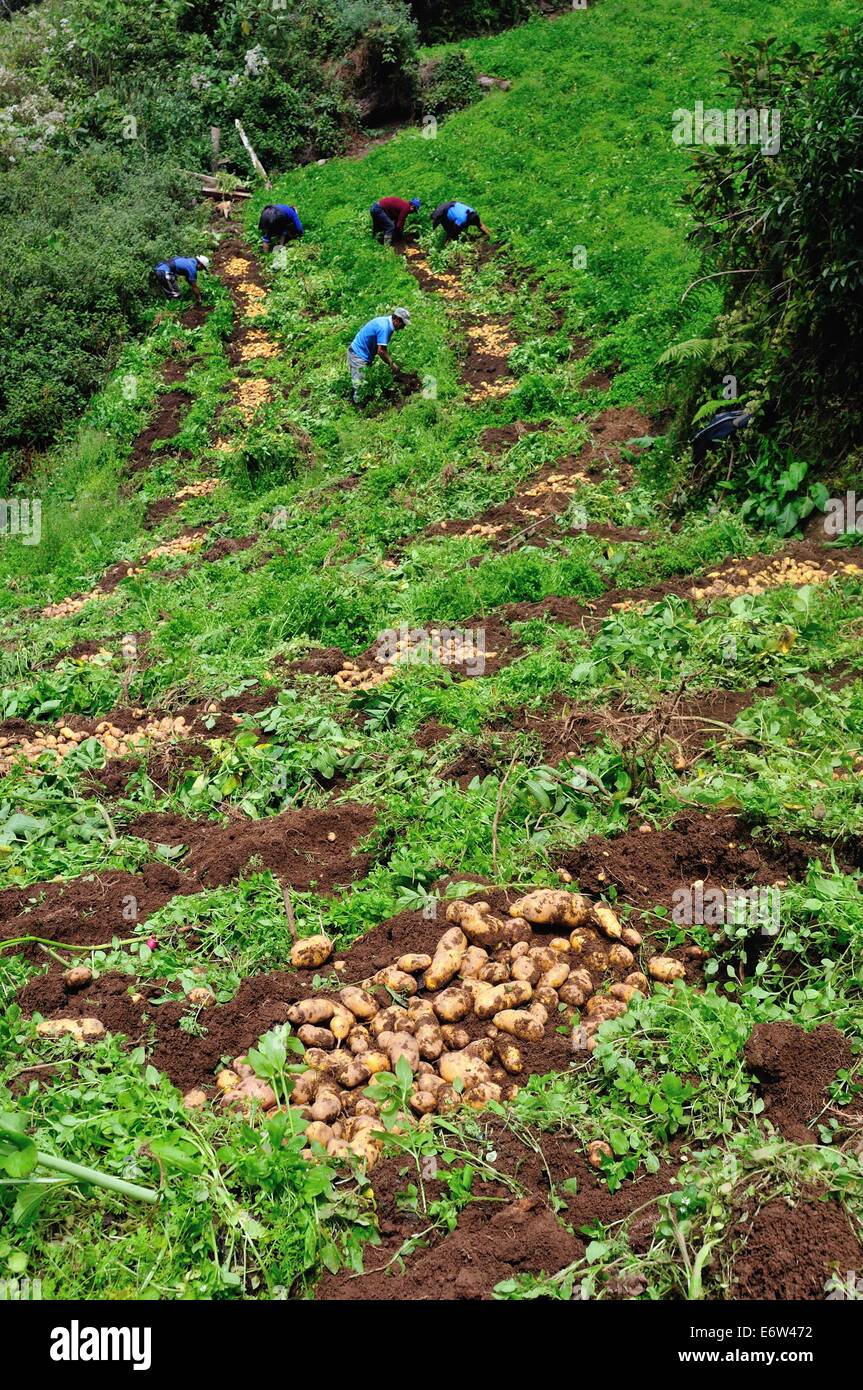 Potatoes tubers peru hi-res stock photography and images - Alamy