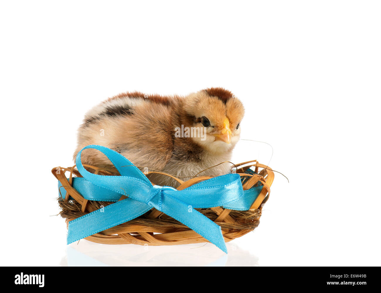 Chicken in nest Stock Photo - Alamy
