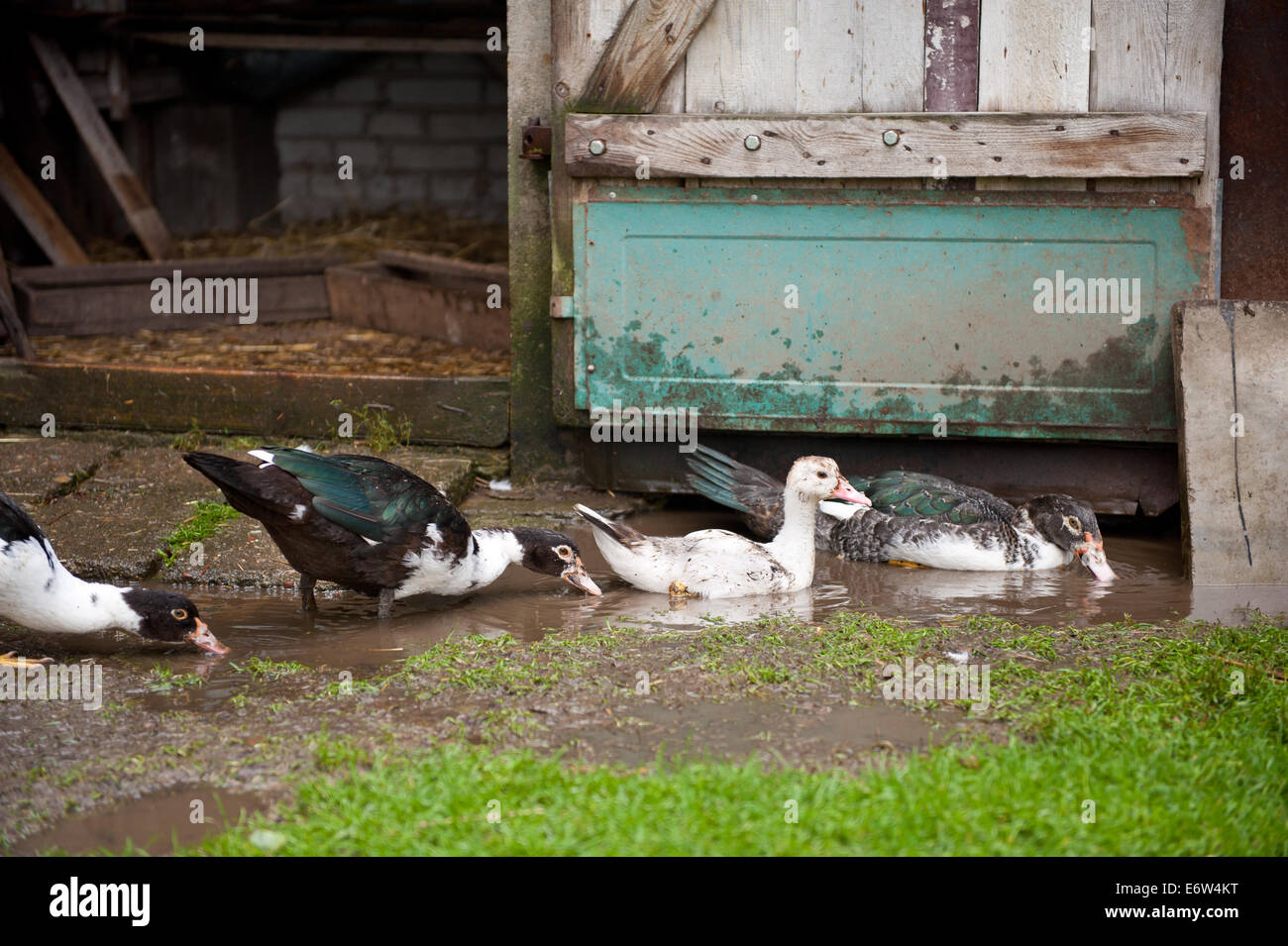 Puddle duck hi-res stock photography and images - Alamy