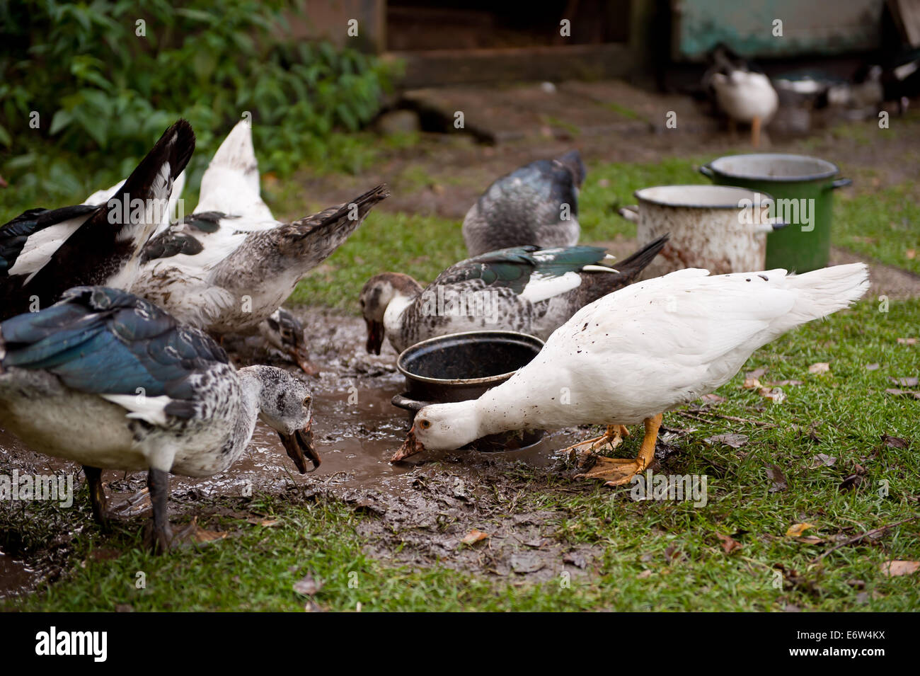 Farm ducks mud bath Stock Photo - Alamy
