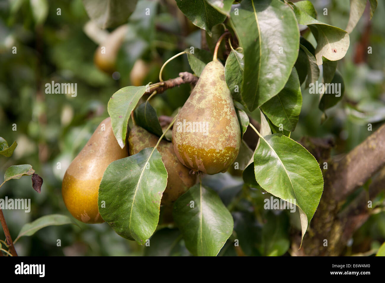 Pear tree fresh fruits cluster Stock Photo - Alamy