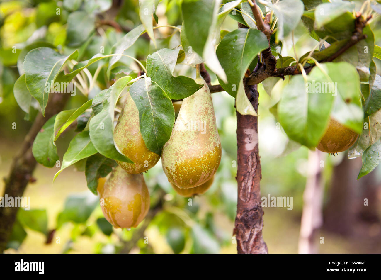 Pear tree ripe fruits cluster Stock Photo - Alamy
