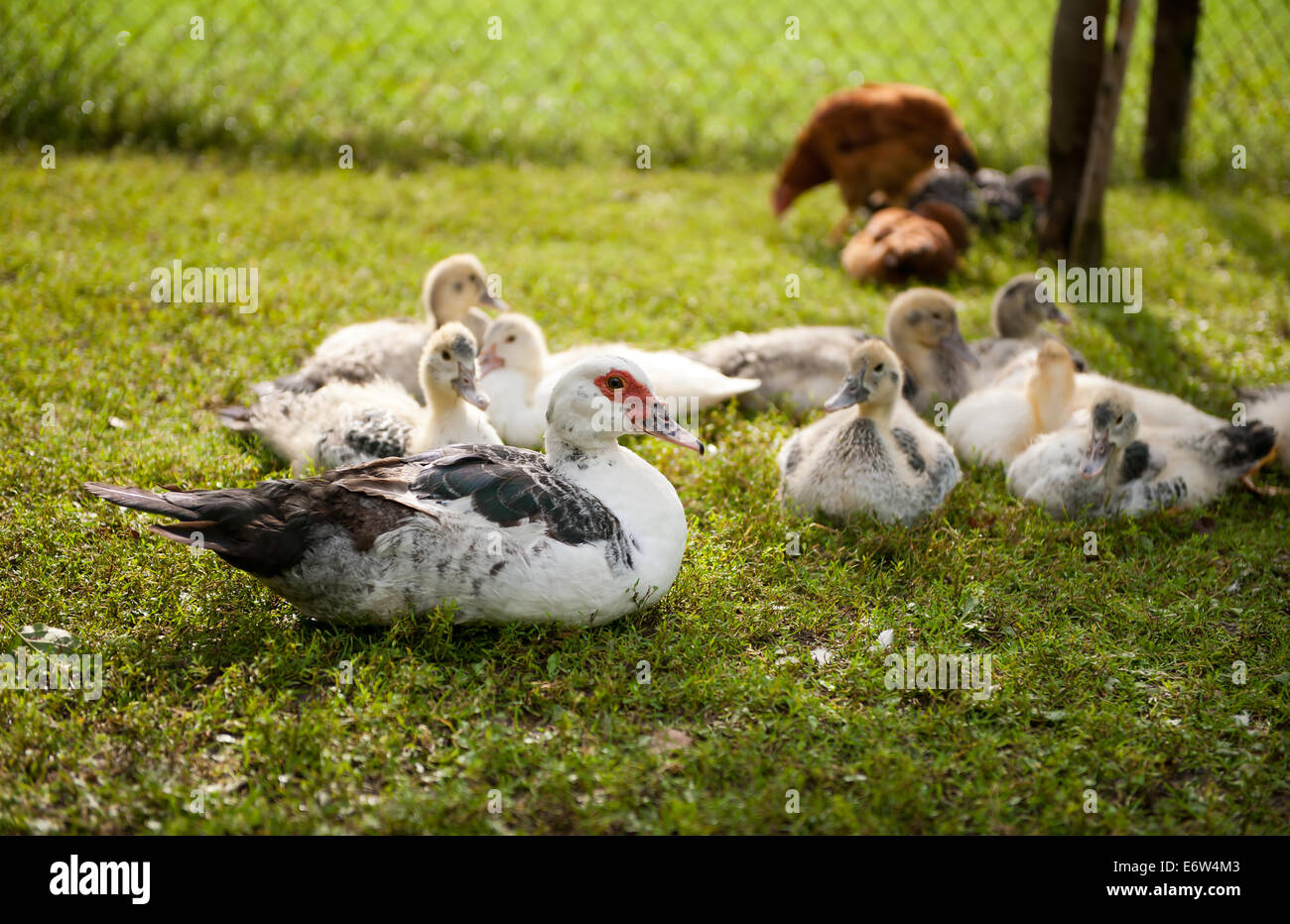 Brace of ducks hi-res stock photography and images - Alamy