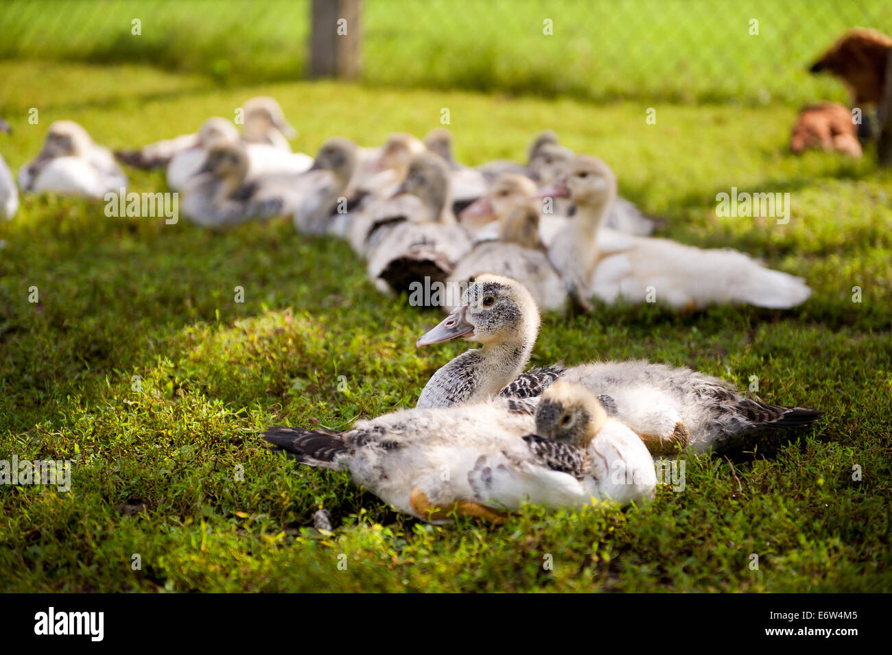 Muscovy Duck farm birds group Stock Photo - Alamy