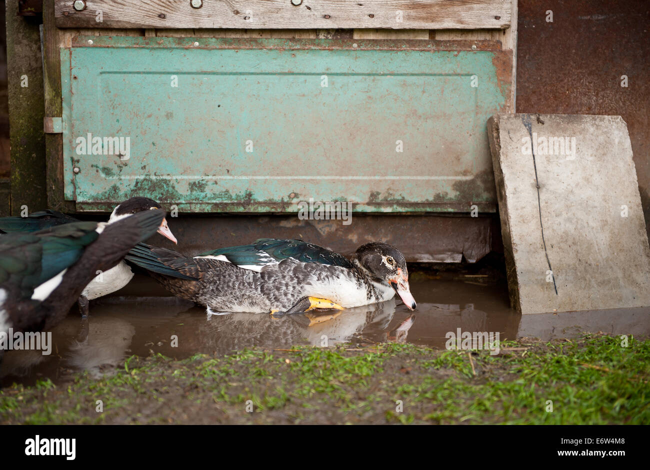 Domestic duck puddle bath taking Stock Photo - Alamy
