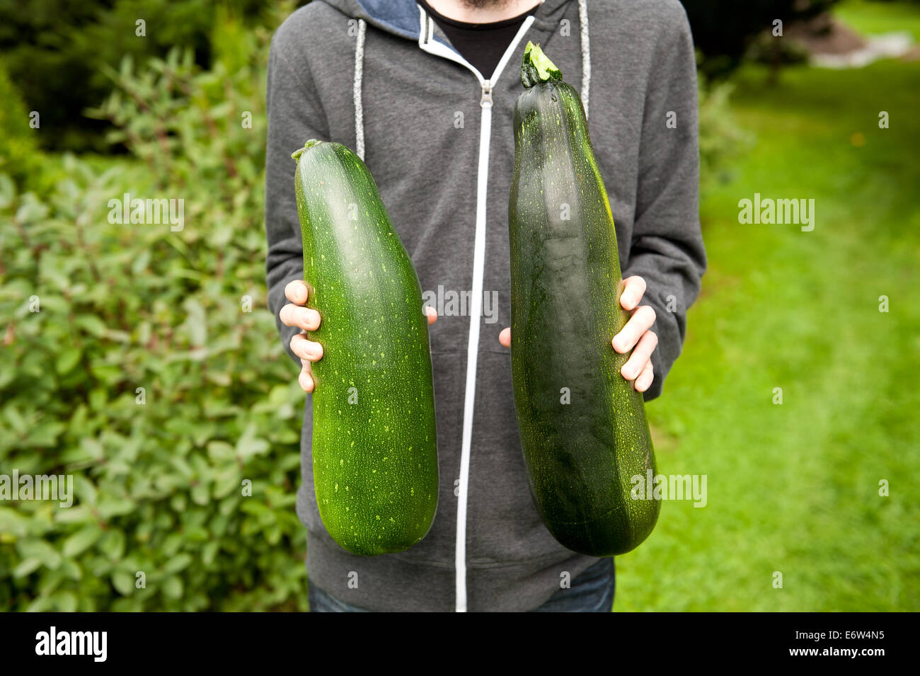 Courgette or zucchini fruits Stock Photo - Alamy