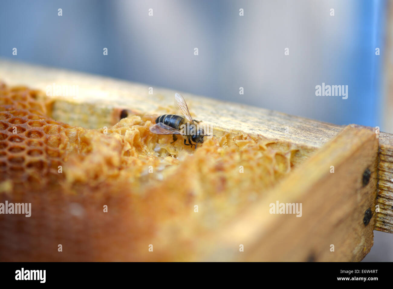 bees work on honeycomb Stock Photo - Alamy