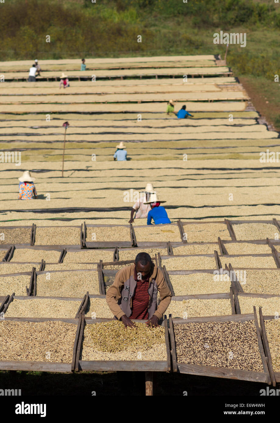 Coffee plantation workers hi-res stock photography and images - Alamy