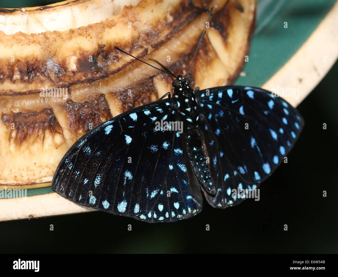 Starry night butterfly hi-res stock photography and images - Alamy