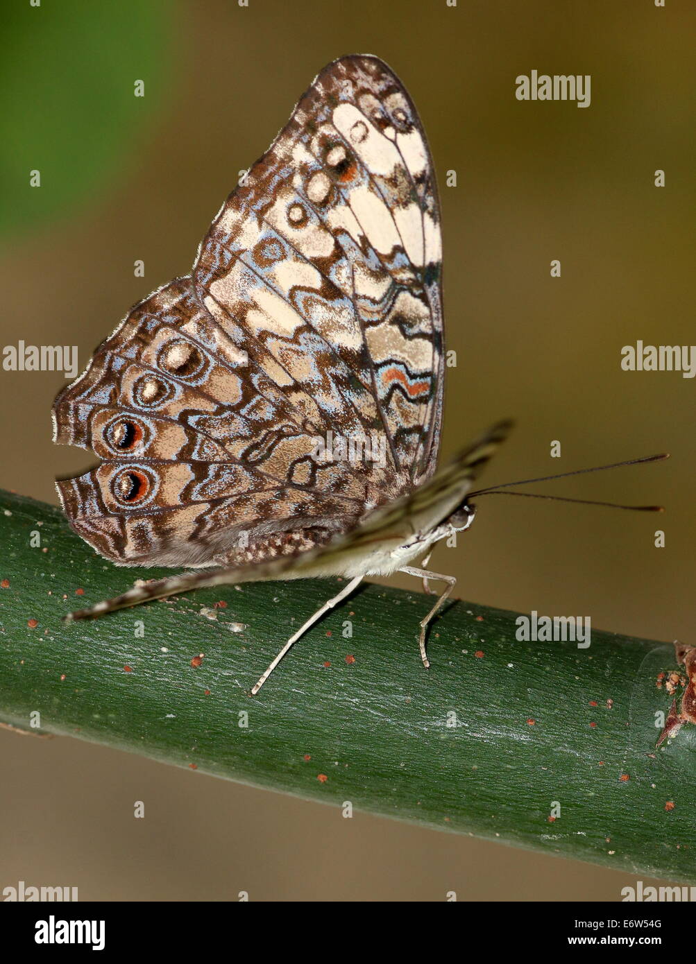 Grey Cracker Butterfly (Hamadryas februa Stock Photo - Alamy