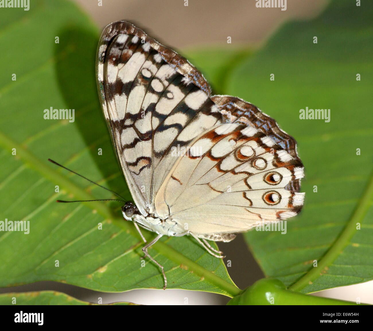 Grey Cracker Butterfly (Hamadryas februa Stock Photo - Alamy