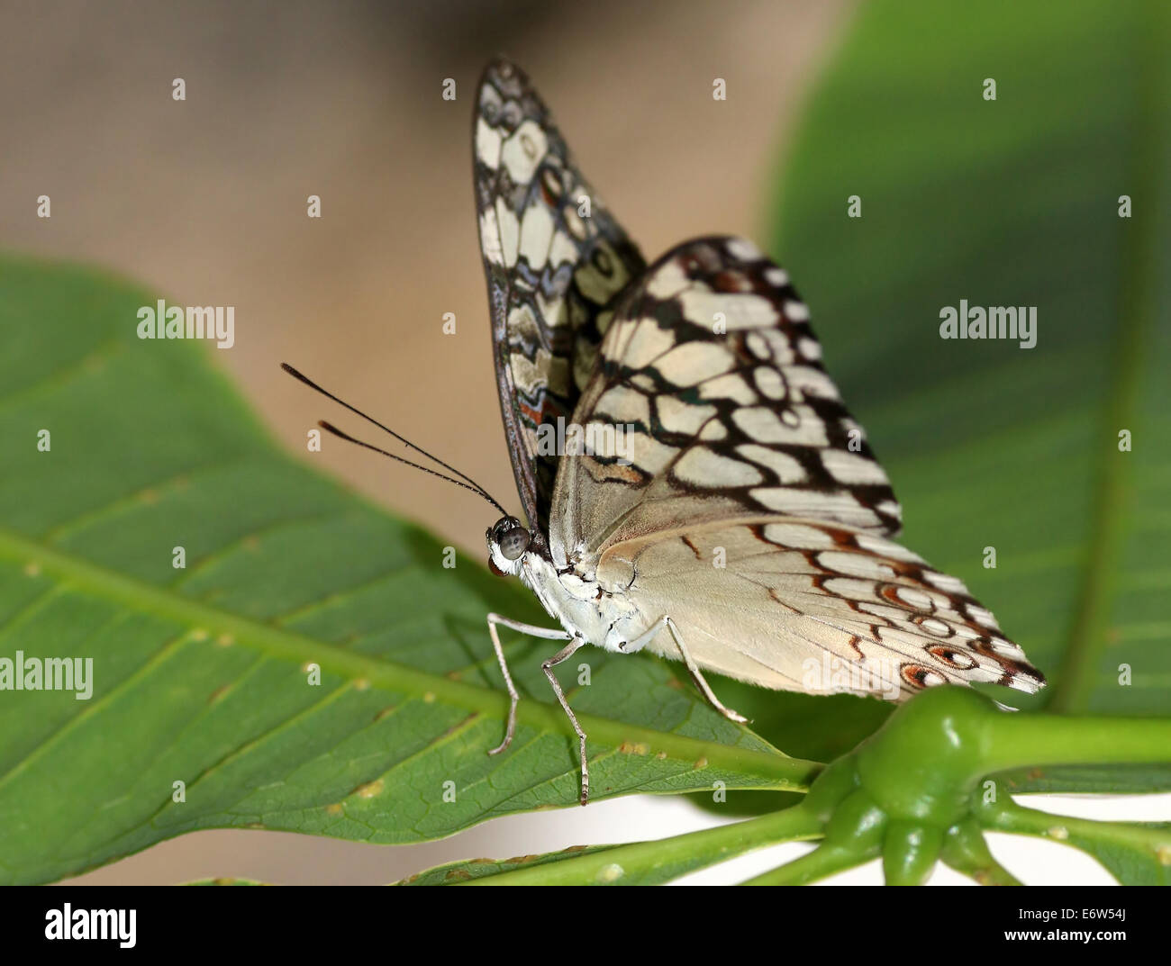 Hamadryas februa ventral hi-res stock photography and images - Alamy